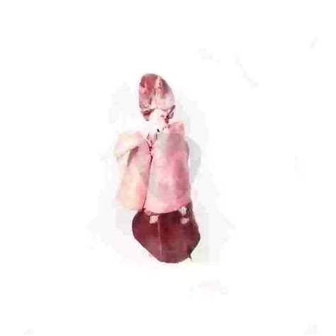 Lamb Entrails Offal