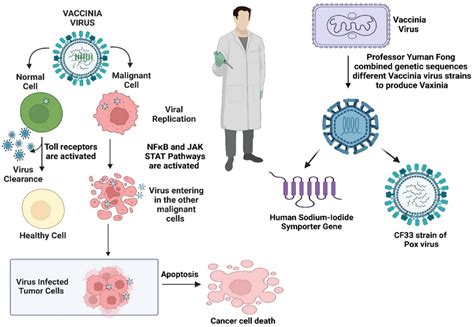 Scientists Combined The Genomes Of Vaccinia Pox Virus Species To