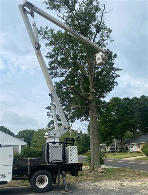 Tree Trimming Pruning Middletown NJ Tree Company Near Me