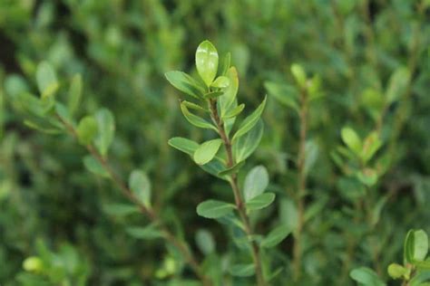 12 Different Types Of Holly Bushes And Trees Homeporio