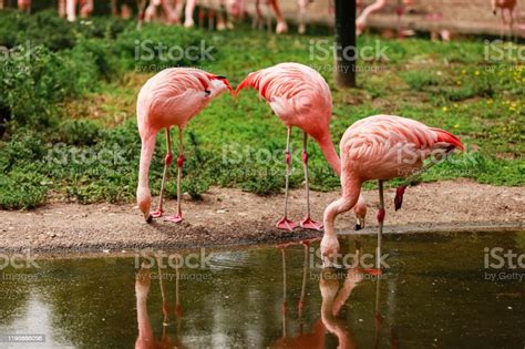자연에서 분홍색 플라밍고 연못에서 사냥 핑크 플라밍고의 그룹 도시 환경 플라밍고에서 녹색의 오아시스 관광객에 대한 스톡 사진 및 기타 이미지 Istock