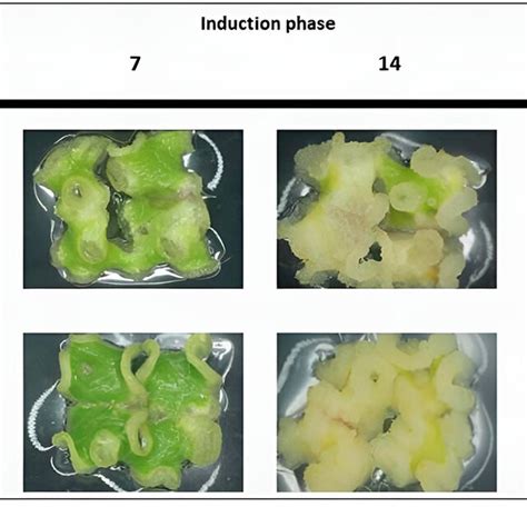 Callus Development From Primary Leaf Explants On The Sh Medium Of
