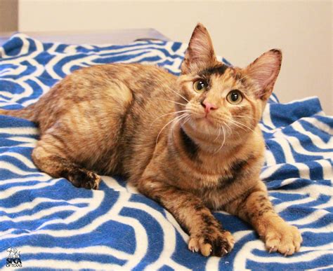 Meet Sue A Rare Male Torbie Kitten Weve Never Seen One Of These Guys