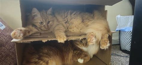 Duplex Living With Her Sister Rcats