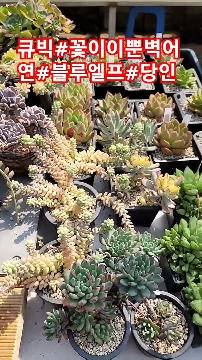 울산다육빌게이츠화이트엔젤팁레드돼지코저녁7시 실방에 초대합니다 Youtube