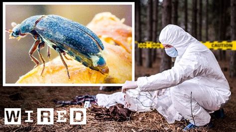 Forensic Entomology