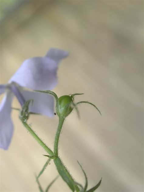 Phlox Divaricata Wild Blue Phlox Go Botany