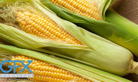30 عکس ذرت🌽دانلود عکس ذرت و بلال با کیفیت بالا