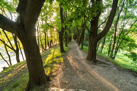 언덕에 골목 나무 사이의 일몰 숲 길을 따라 여름 산책 아름다운 자연과 깨끗한 숲 0명에 대한 스톡 사진 및 기타 이미지 0명 4월 가득 찬 Istock