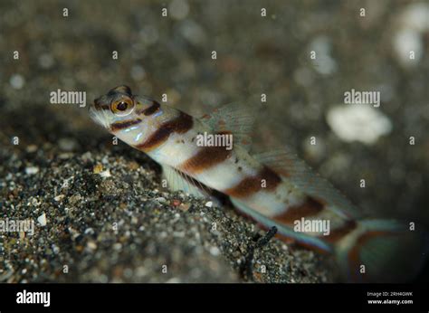Slantbar Shrimpgoby Amblyeleotris Diagonalis Rojos Dive Site Lembeh