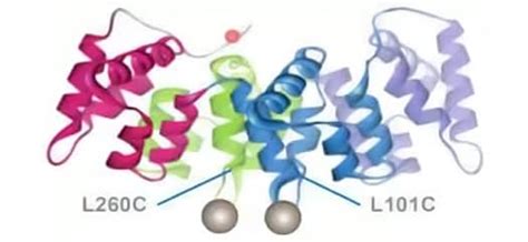 Phosphatidylserine Externalization In Apoptosis Bio Techne