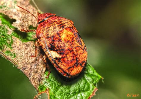 Crawlies With Cri Shield Backed Bug Stethaulax Marmorata Illinois