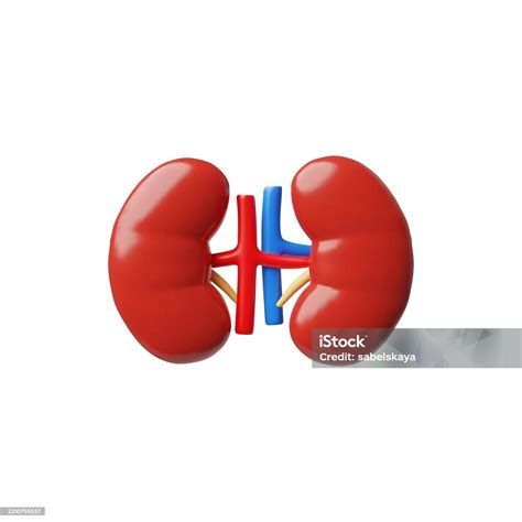 인간 신장의 3d 사실적인 모델 해부학 과학 건강한 비뇨기 시스템 내부 장기 벡터 의료 디자인 에 대한 스톡 벡터 아트 및 기타 이미지 Istock
