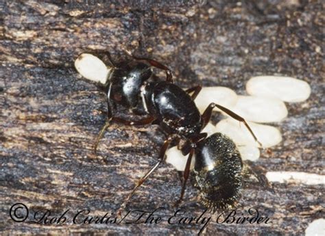 6009469 Camponotus Pennsylvanicus Bugguide Net