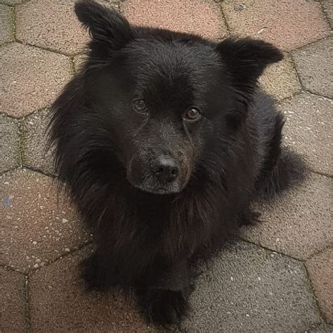 Dribbel 18x24 Petworks