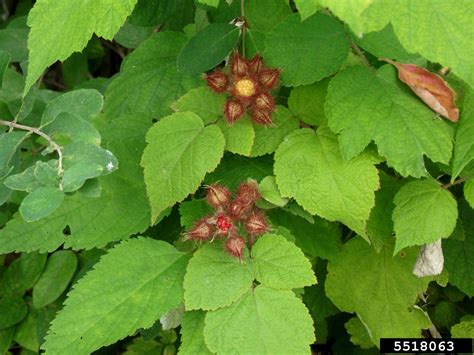 Wild Raspberry Plant Identification