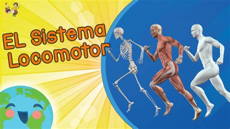 Sistema Locomotor Ficha Interactiva Ejercicios De Educacion Fisica