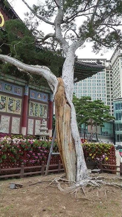 조계사 백송 ~ 500살 정도로 천연기념물 Youtube