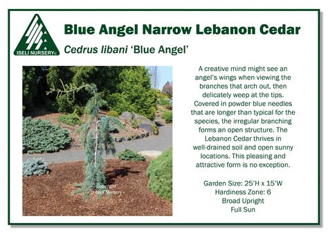 Cedrus Libani Blue Angel