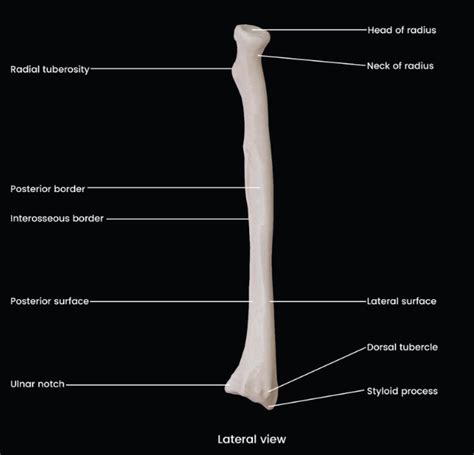 Diagram Of Ulna Quizlet
