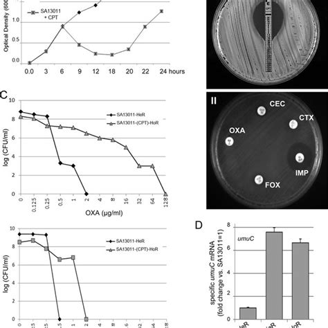 Quantitation Of Meca And Pbp2 Mrna Levels And Pbp2a Protein Contents Download Scientific