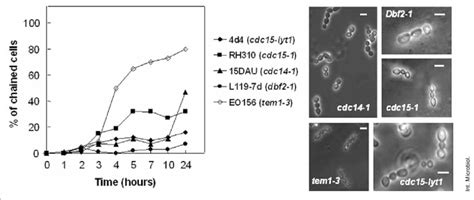 Evolution Of The Chained Cell Phenotype In Different Haploid Men Mutant Download Scientific