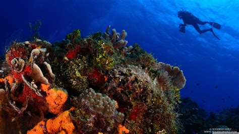 Scuba Diving Wallpapers Top Free Scuba Diving Backgrounds