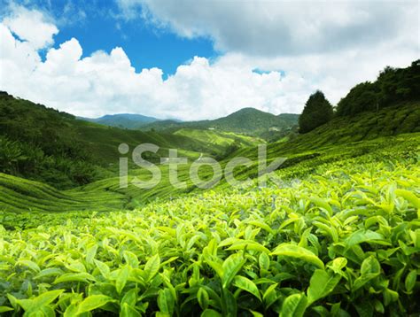 차 농장 카 메 론 하이랜드 말레이시아 스톡 사진 Freeimages