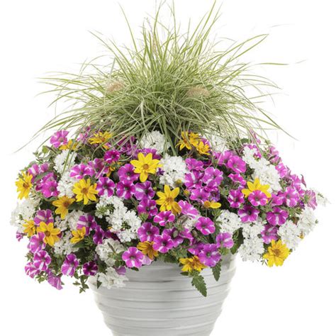 Graceful Grasses® Sky Rocket Fountain Grass Pennisetum Setaceum