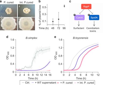 Loss Of The Natural B Subtilis Plasmid Increases The Production Of B