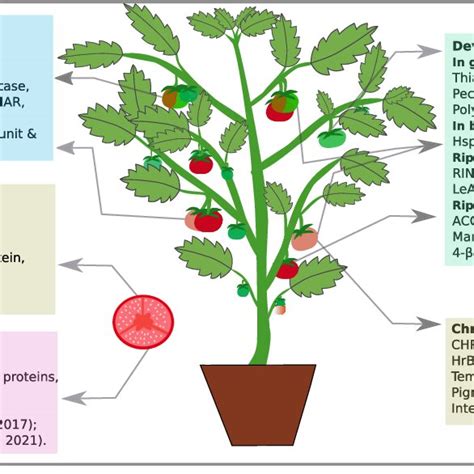 Proteomics Of Tomato Fruit Development And Ripening Download