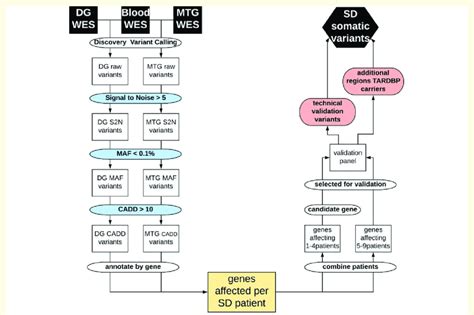 Flowchart Of Data Filtering And Analysis From Top Left Raw Somatic