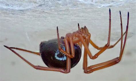 Latrodectus Bishopi Bugguide Net