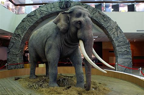 8 Oldest Elephants In The World