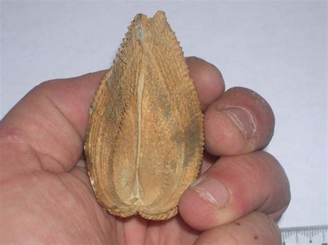 Trigonia Costata Credner 1891