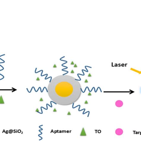 Illustrative Diagram Of A Fluorescent Aptamer Sensor To Detect