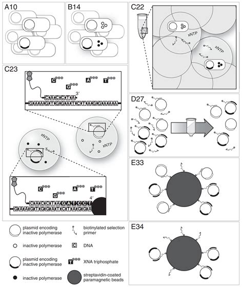 Notes2 Biotech Readme Md At Main · Dearjohnsonny Notes2 Biotech · Github