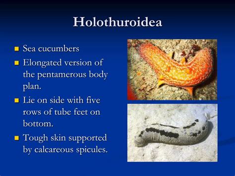 Ppt Echinoderms Powerpoint Presentation Free Download Id2137511