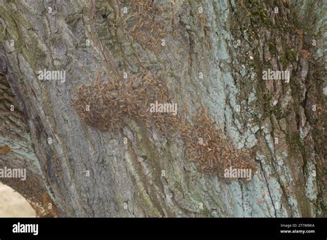 Eichen Prozessionsspinner Prozessionsspinner Eichenprozessionsspinner