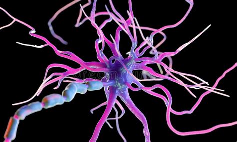 A Human Nerve Cell Stock Illustration Illustration Of Anatomical