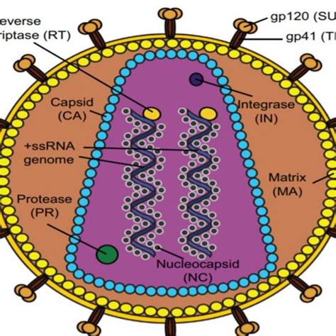 Hiv Virions Seen By Sem White 2016 Figure 2 Hiv Virus Structure Download Scientific