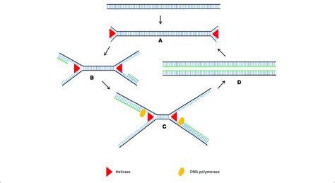 Schematic Outline Of Helicase Dependent Amplification Hda A Download Scientific Diagram