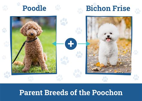 Poochon Breeders