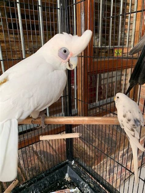 How To Tell The Gender Of A Parrot Cockatiels As Pets How To Tell The Gender Of A Parrot Cockatiels As Pets