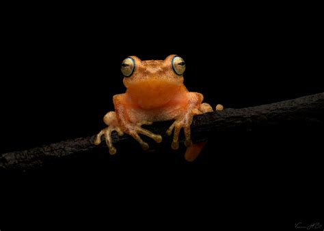 Beetle Diffuser Classic And Pro Macro Photography Diffuser
