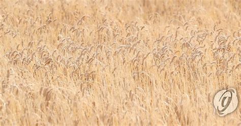 황금 보리밭 위로 날아가는 제비