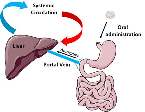 Extraction Ratio The First Pass Effect Pharmacology 40 Off