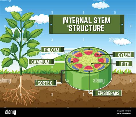 Internal Structure Of Stem Diagram Illustration Stock Vector Image