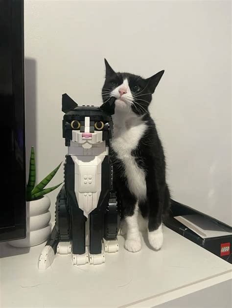 Lego Cat In 2025 Funny Cat Pictures Cute Cats Cat Pics