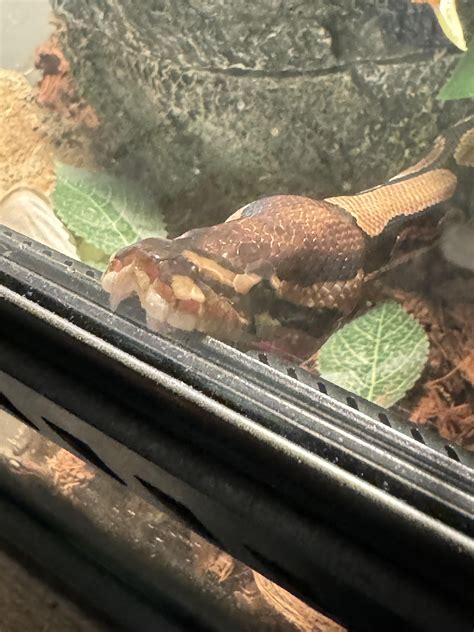 Ball Python Struck Glass Instead Of Rat Rballpython